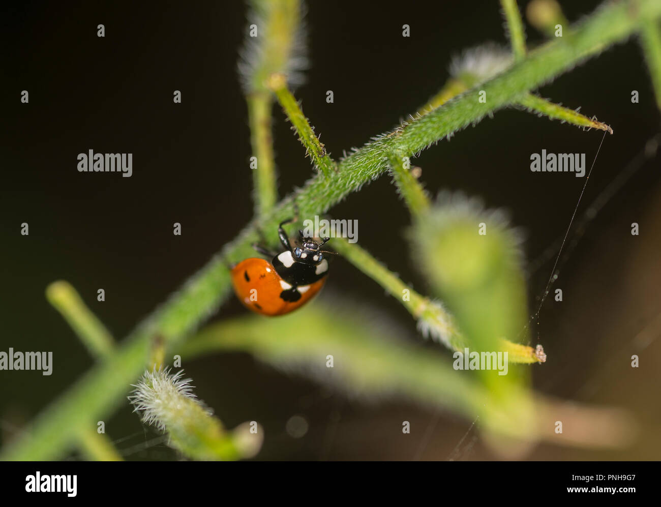 Coleoptera coccinellidae ladybug hi-res stock photography and images ...