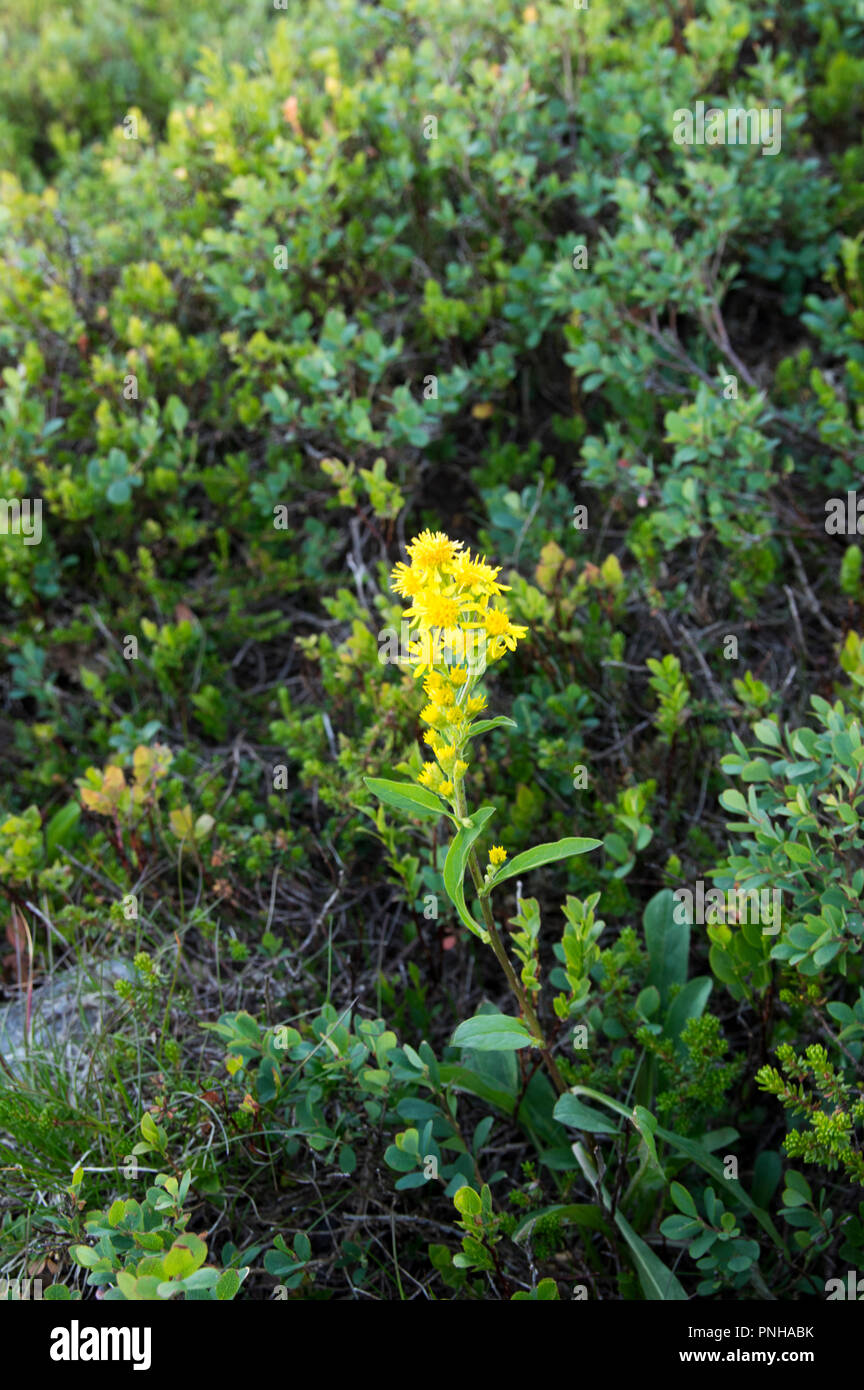 A flower on the hill side Stock Photo - Alamy