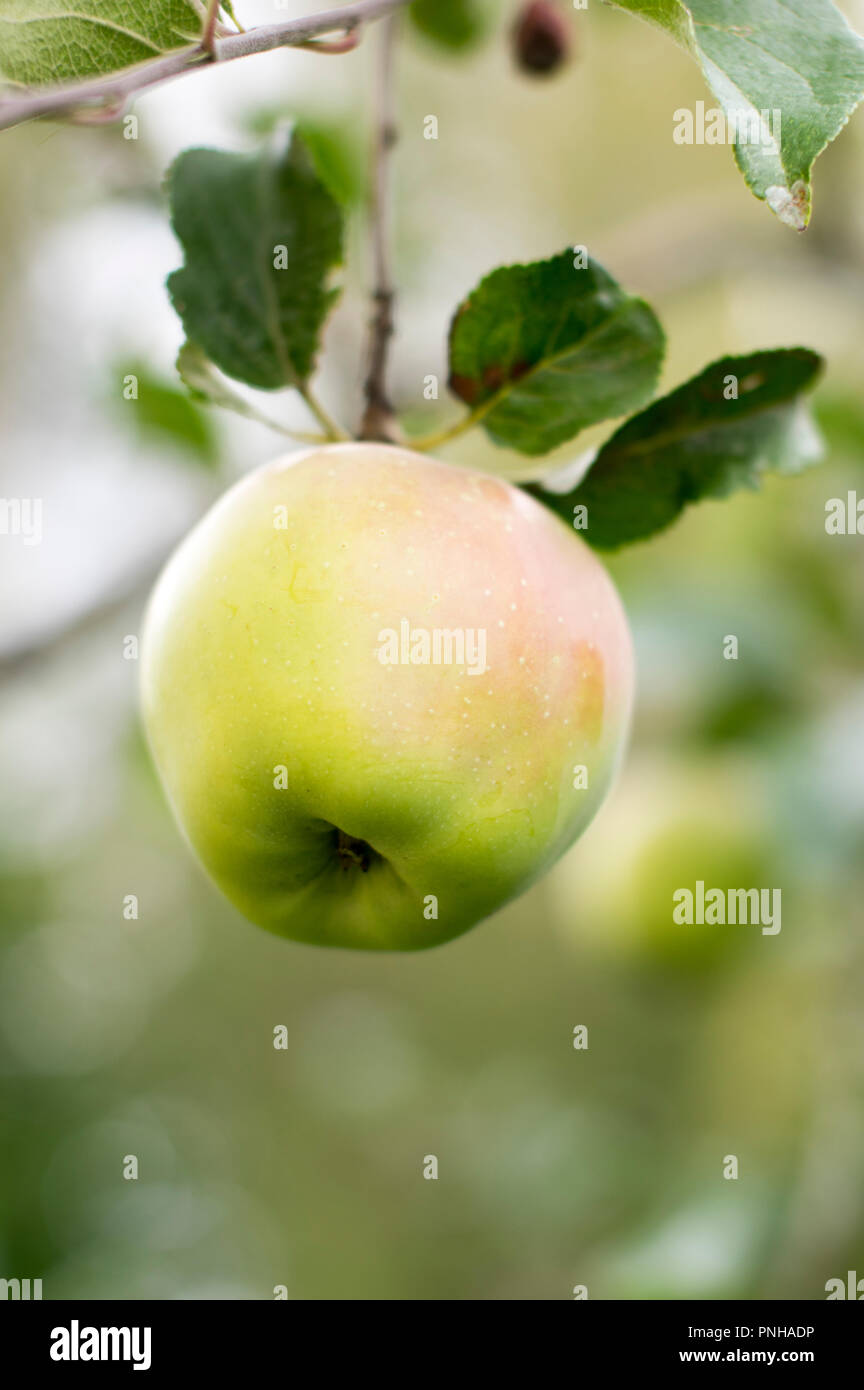 Perfect apple tree hi-res stock photography and images - Alamy