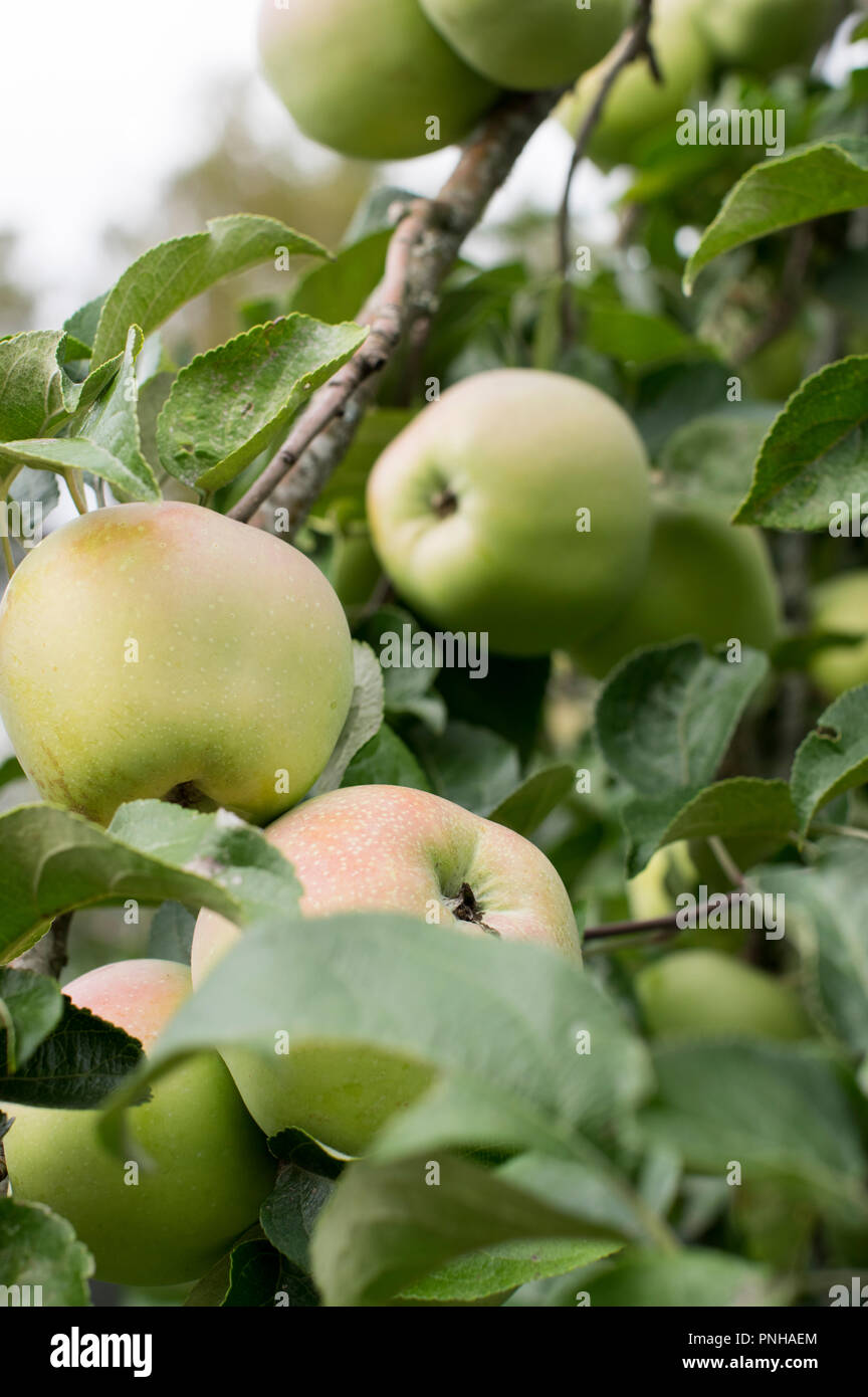 Apples on a tree Stock Photo - Alamy