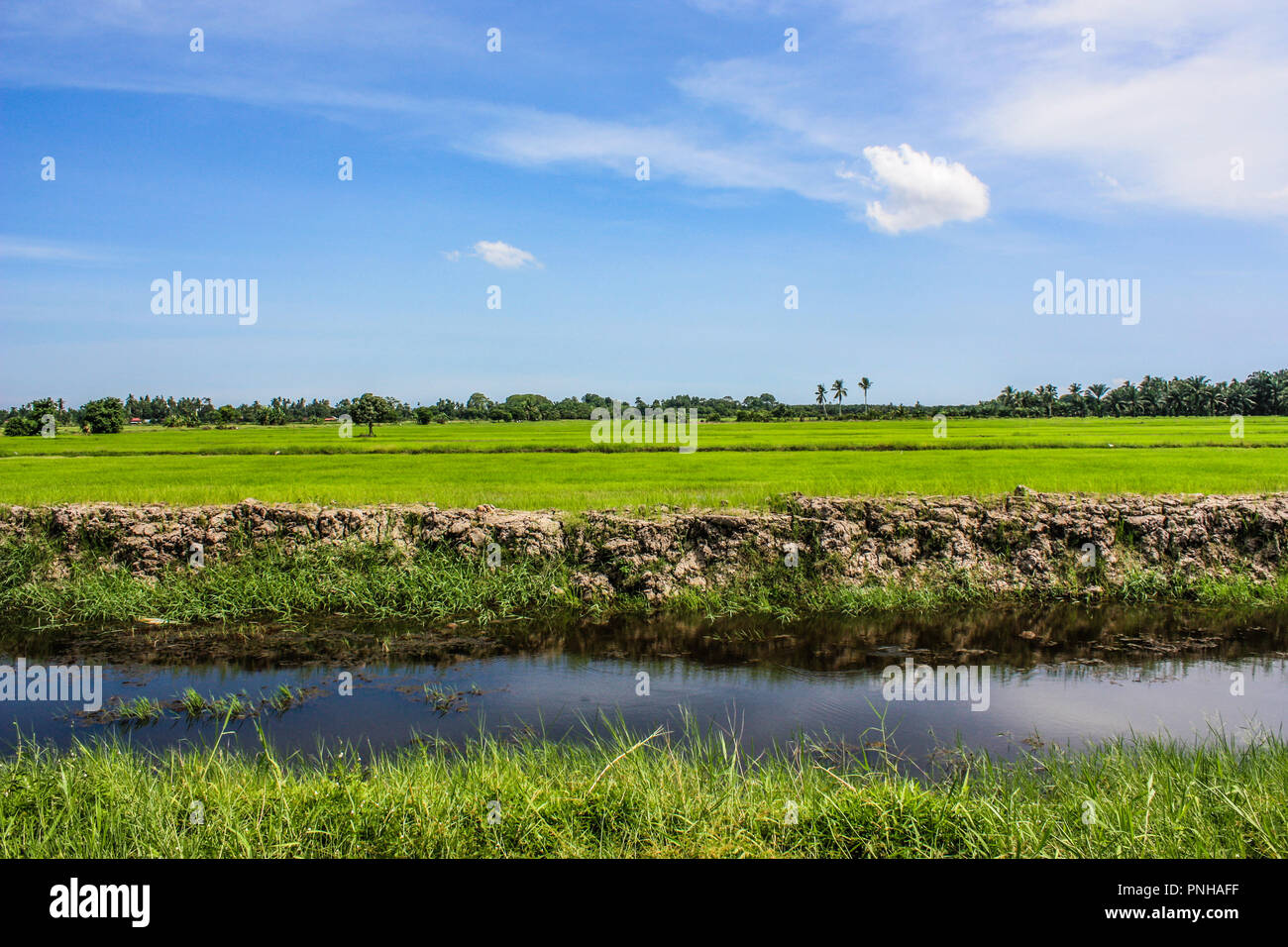 Paddy field landscape Stock Photo - Alamy