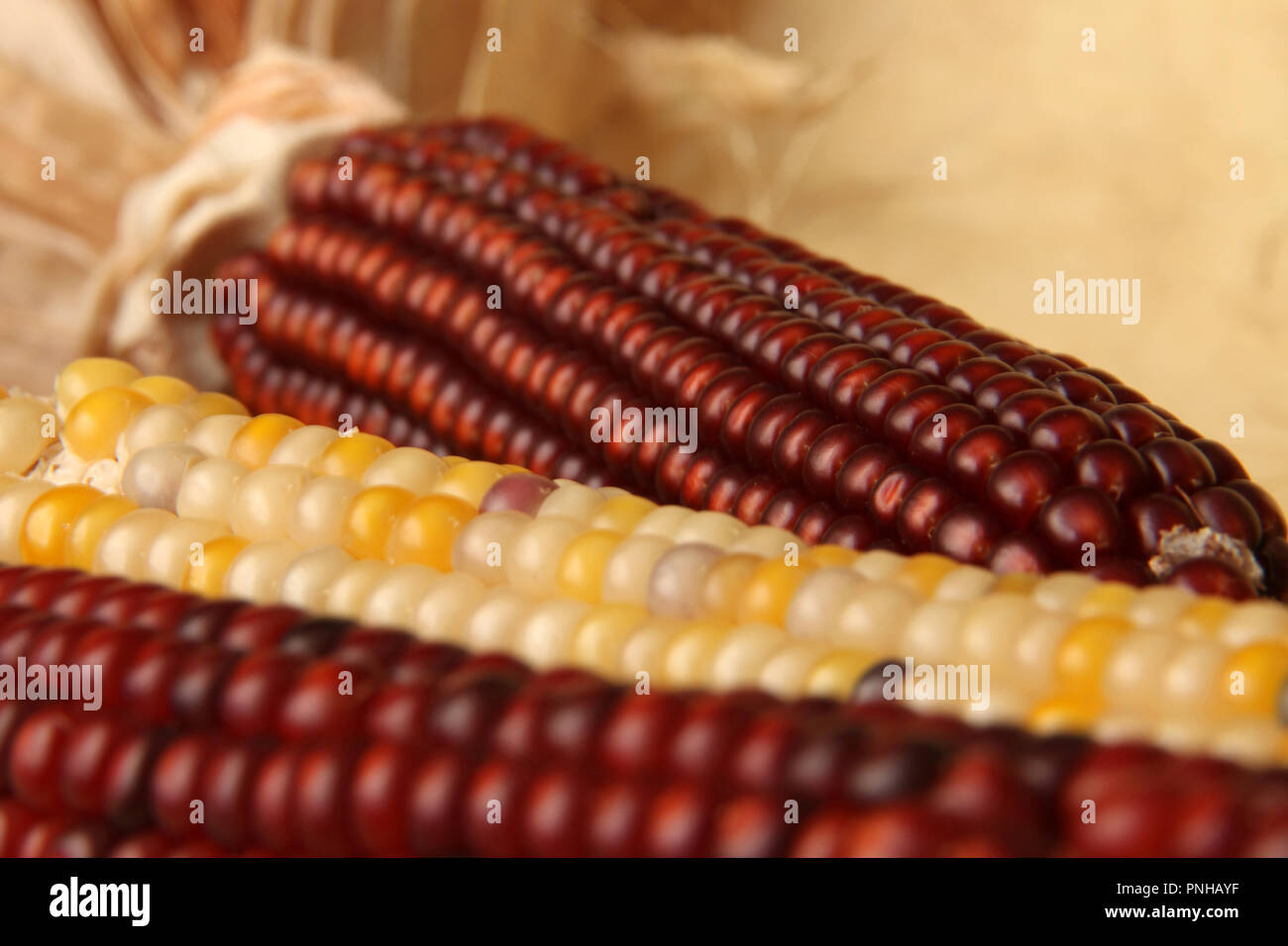 Corn harvesting mexico hi-res stock photography and images - Alamy