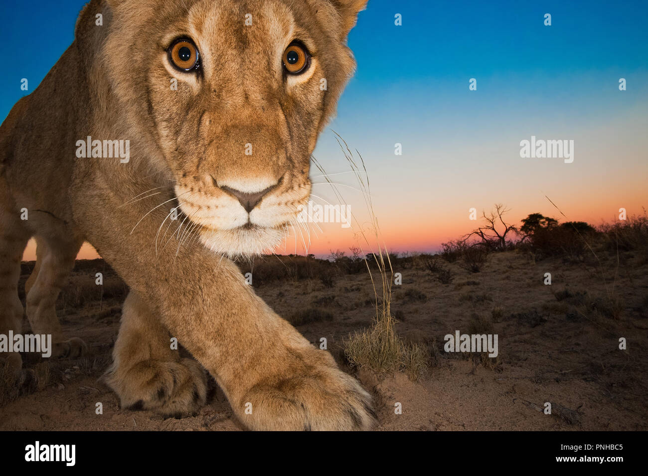 Curious Lion Cub Low Angle Stock Photo - Alamy