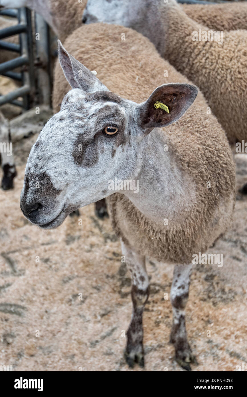 Blue faced leicester hi-res stock photography and images - Alamy