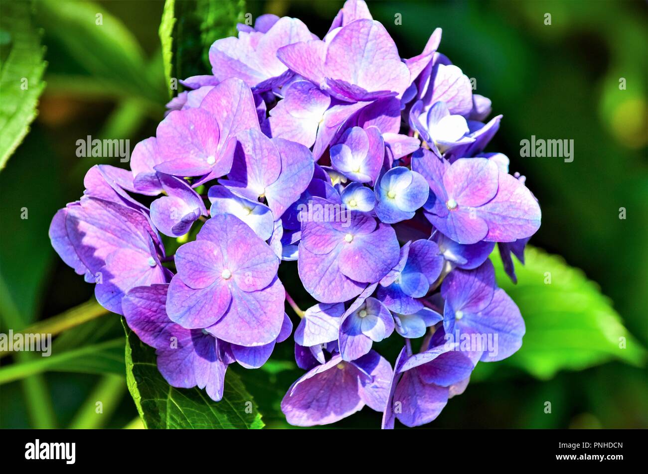 Mary ann artz hi-res stock photography and images - Alamy
