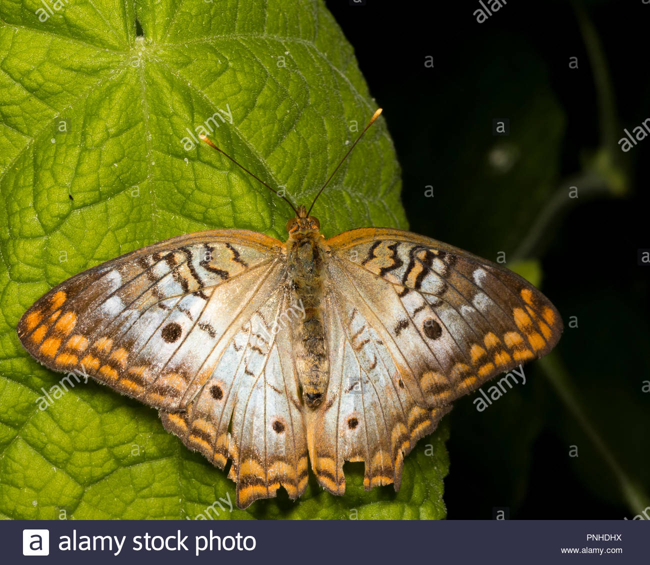 Light Brown Butterfly Stock Photos & Light Brown Butterfly Stock Images ...