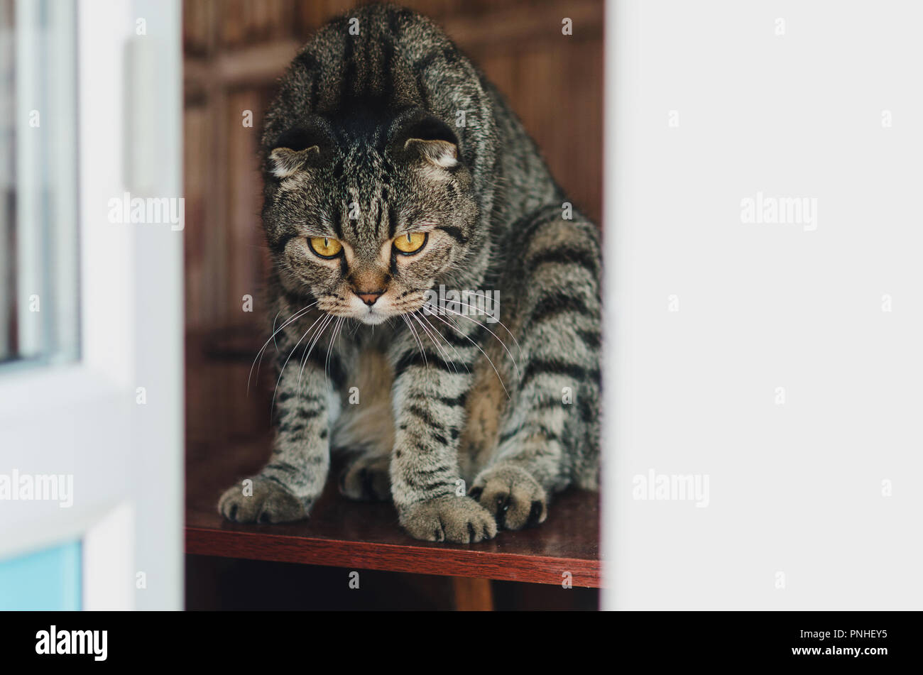 Gray fold eared cat hi-res stock photography and images - Alamy