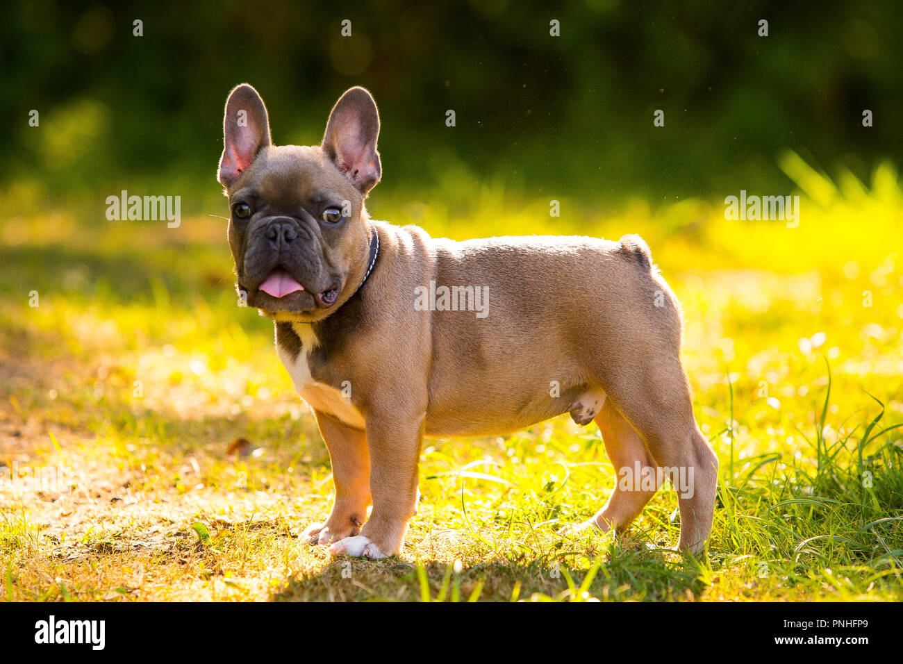 Frenchie standing hi-res stock photography and images - Alamy