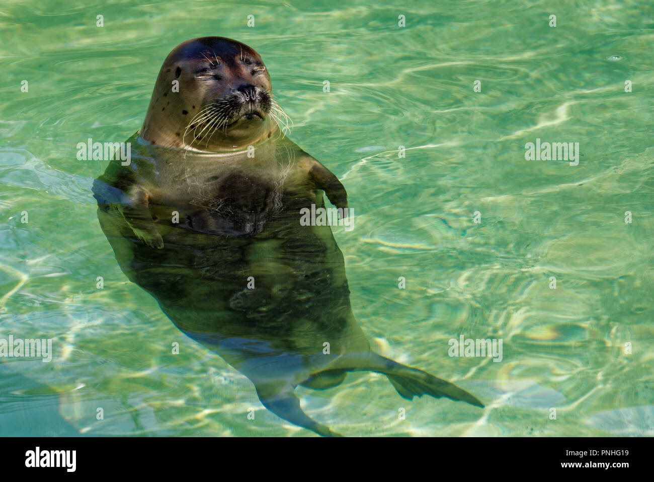 Foca animal hi-res stock photography and images - Alamy