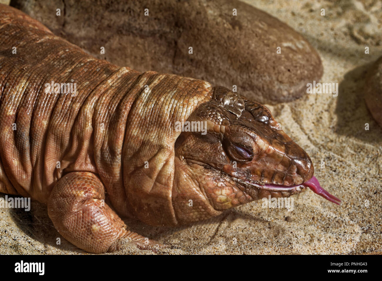 Tupinambis rufescens hi-res stock photography and images - Alamy
