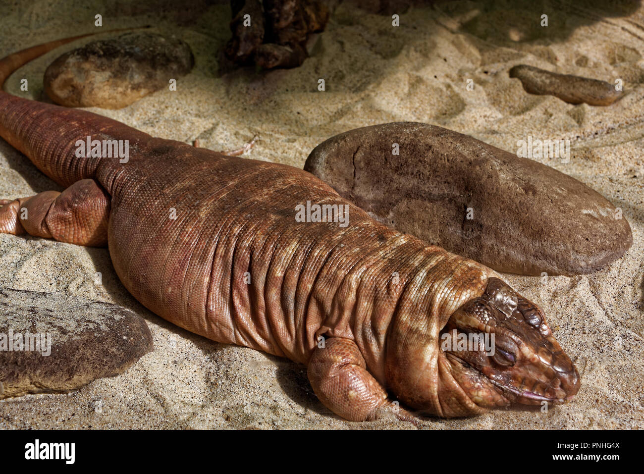 he Argentine red tegu, (Tupinambis rufescens), often referred to as ...