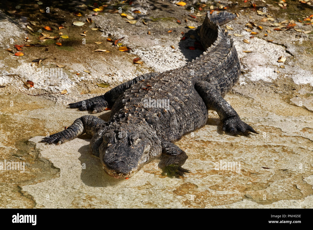 Alligator mississippiensis tail hi-res stock photography and images - Alamy