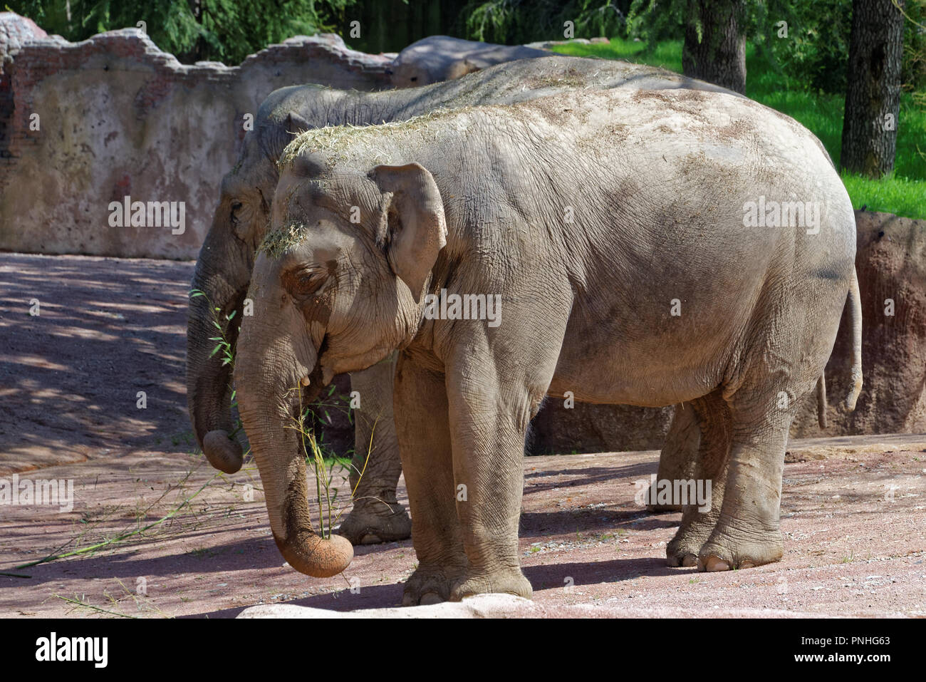 The Asian elephant, or Asiatic elephant (Elephas maximus), is the only ...