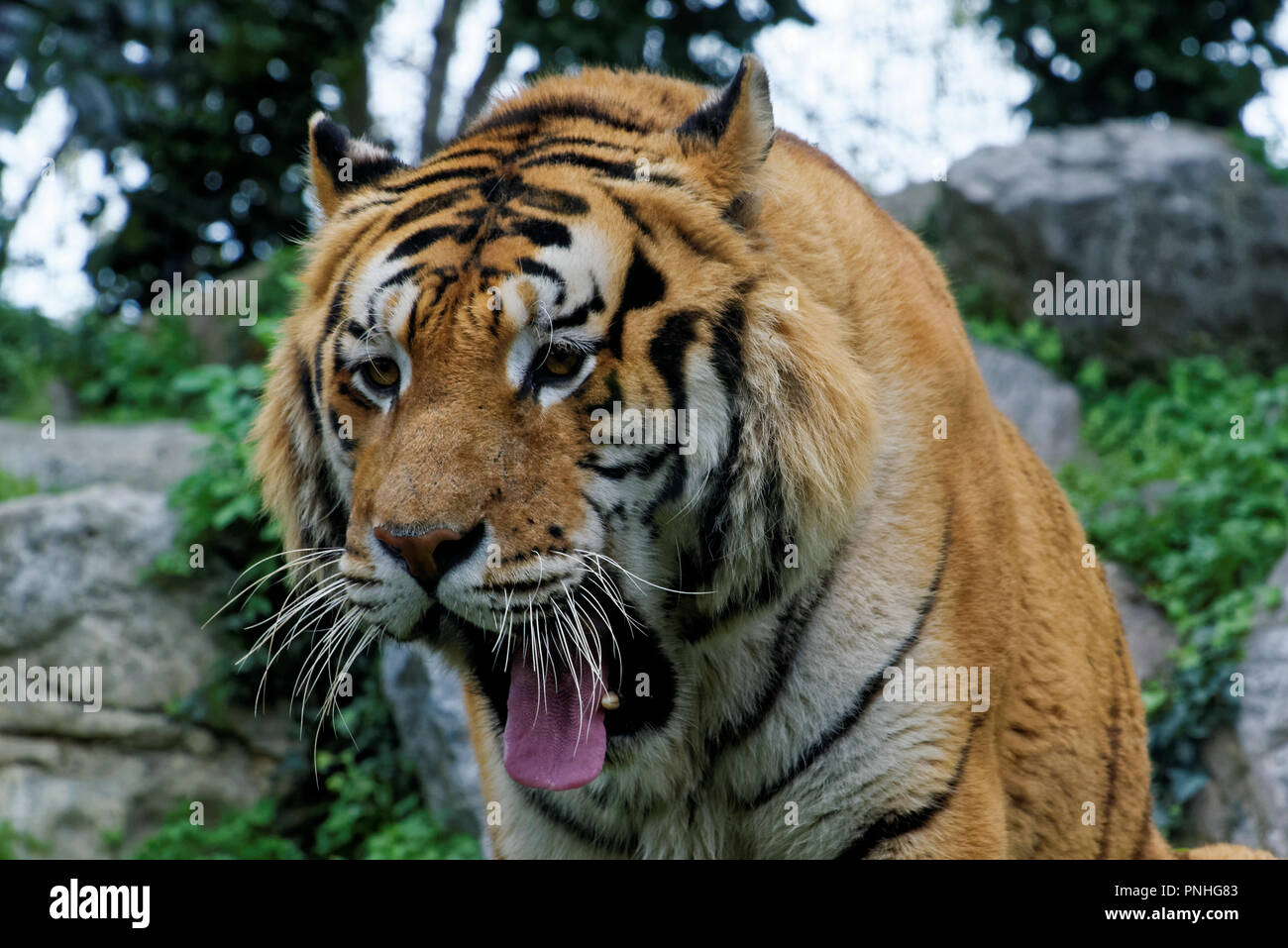 Mainland asian tiger hi-res stock photography and images - Alamy