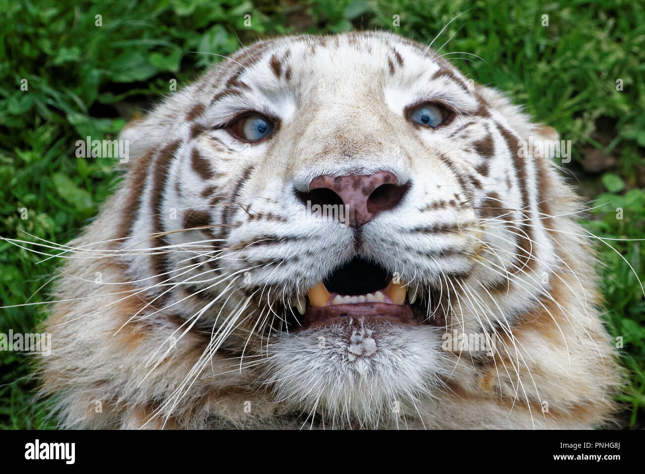 The white tiger or bleached tiger is a pigmentation variant of the ...