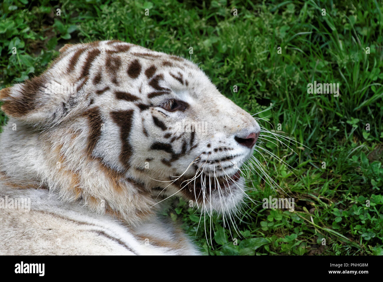 The white tiger or bleached tiger is a pigmentation variant of the ...