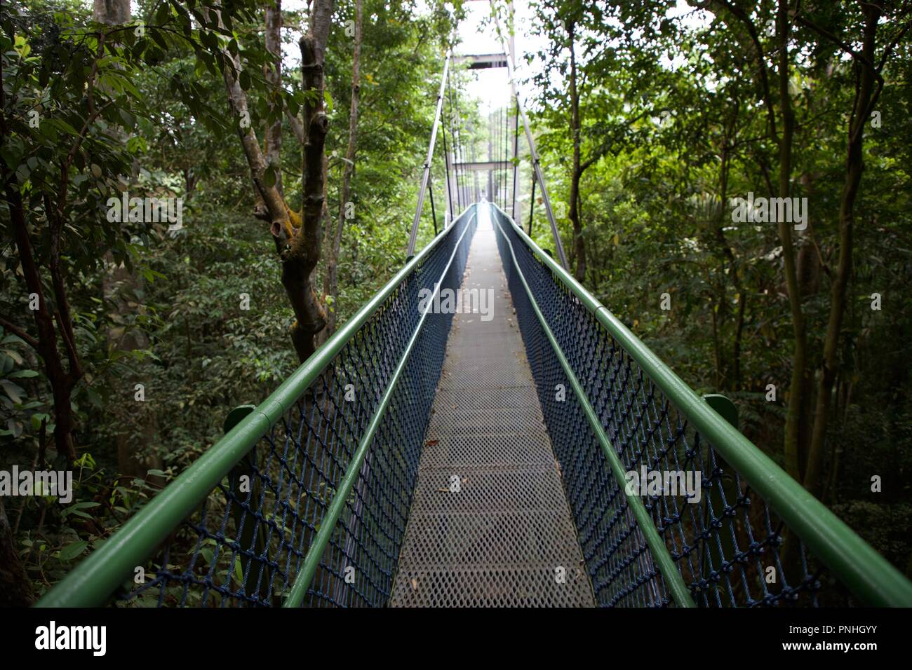 Macritchie reservoir bridge hi-res stock photography and images - Alamy