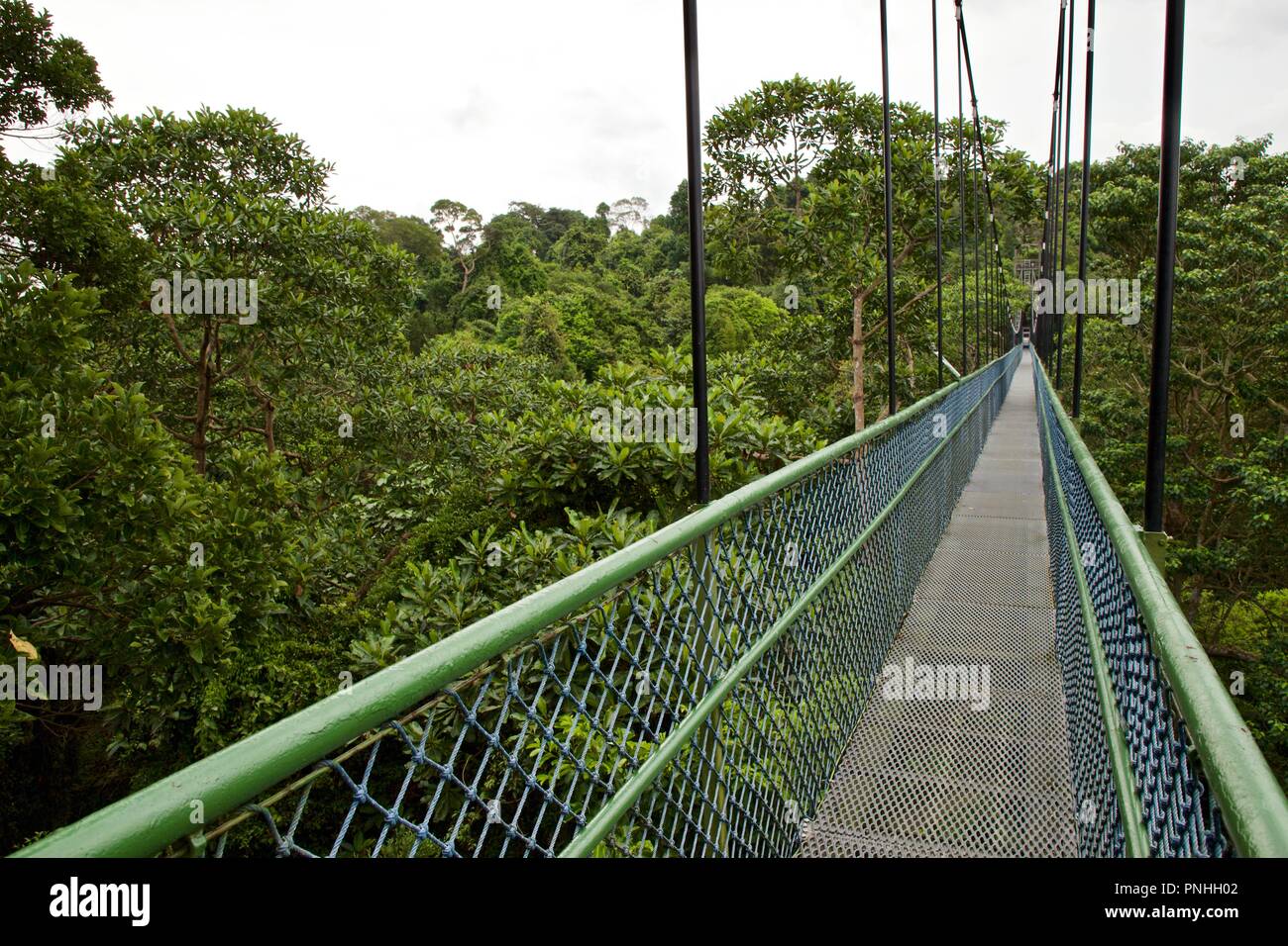 Macritchie reservoir bridge hi-res stock photography and images - Alamy