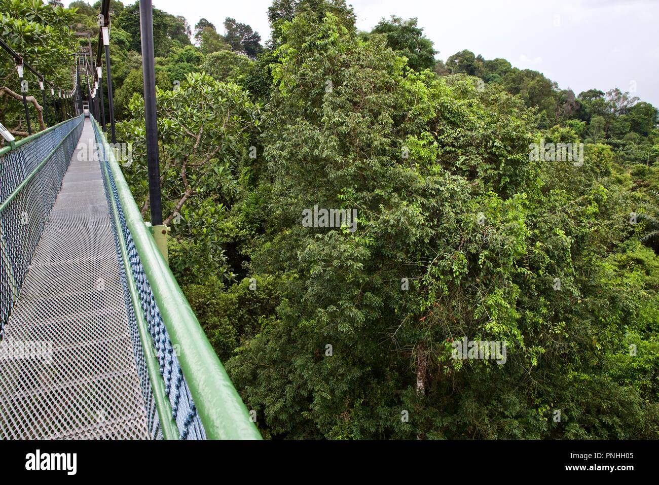 Macritchie reservoir bridge hi-res stock photography and images - Alamy