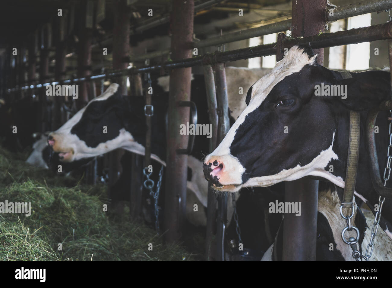 Cows inside the barn on dairy farm Stock Photo - Alamy