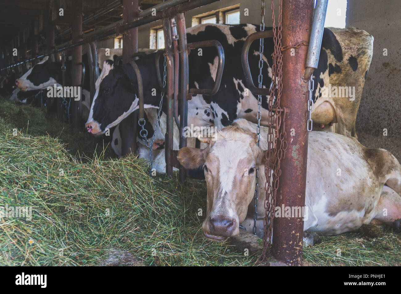 Cows inside the barn on dairy farm Stock Photo - Alamy