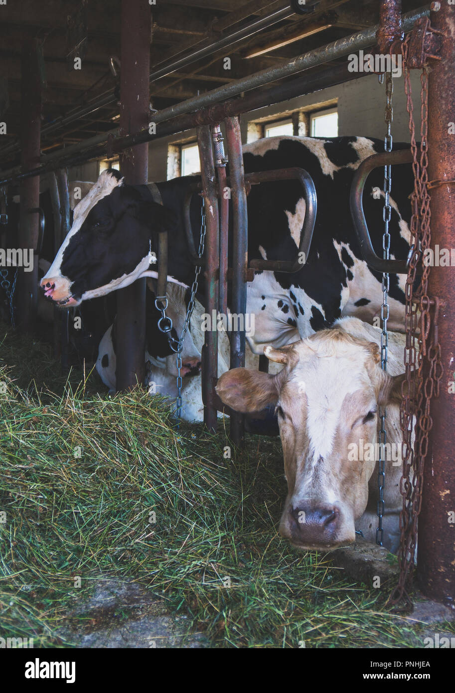 Cows inside the barn on dairy farm Stock Photo - Alamy