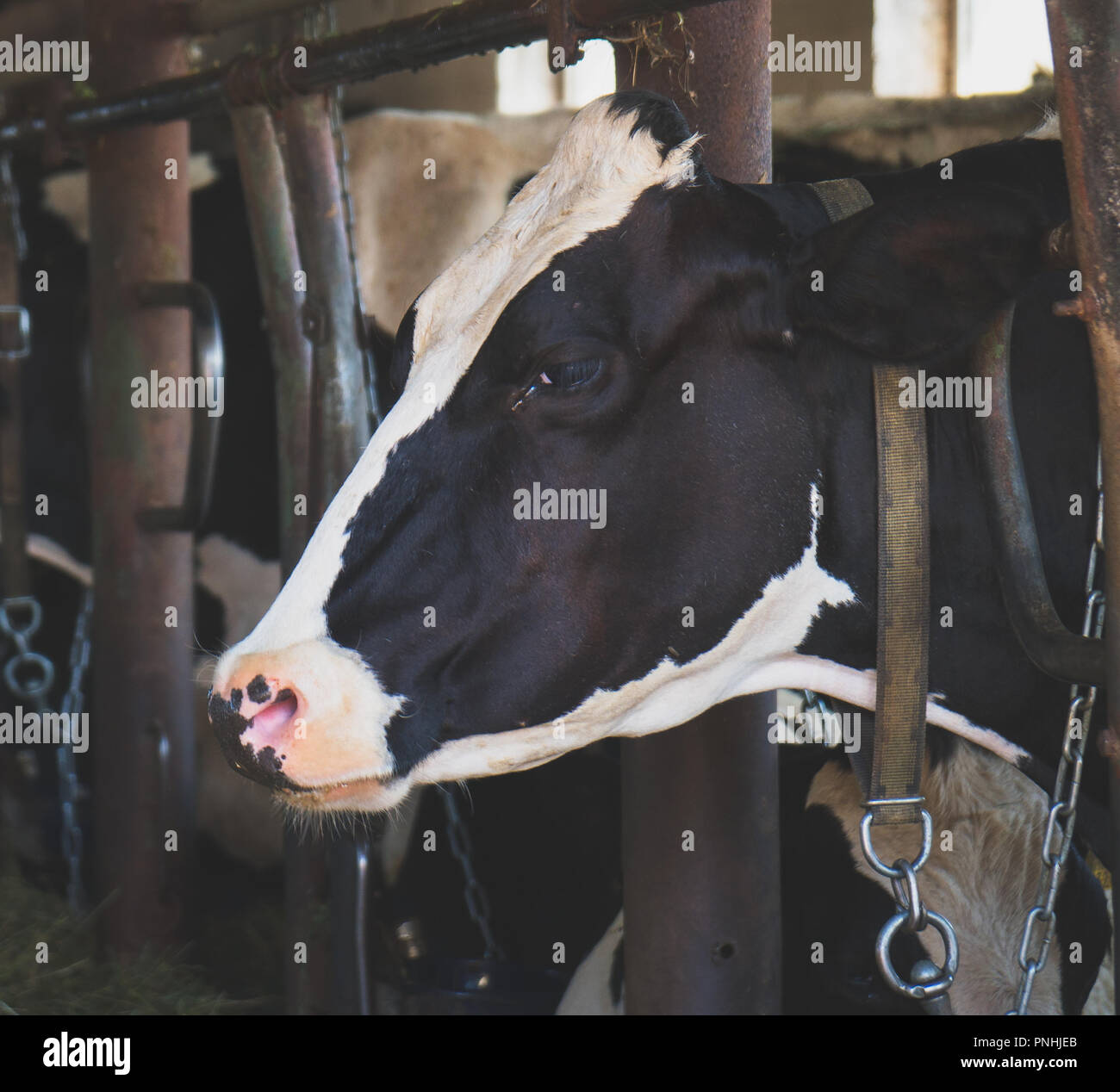 Cows inside the barn on dairy farm Stock Photo - Alamy