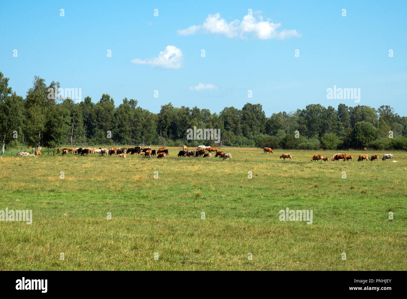 Lots of cows hi-res stock photography and images - Alamy