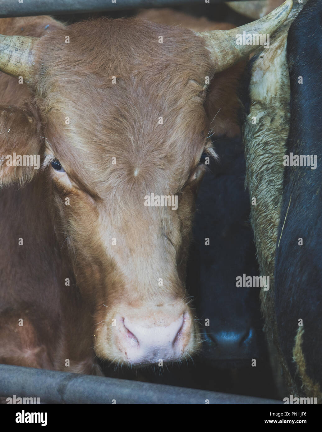 Cows inside the barn on dairy farm Stock Photo - Alamy