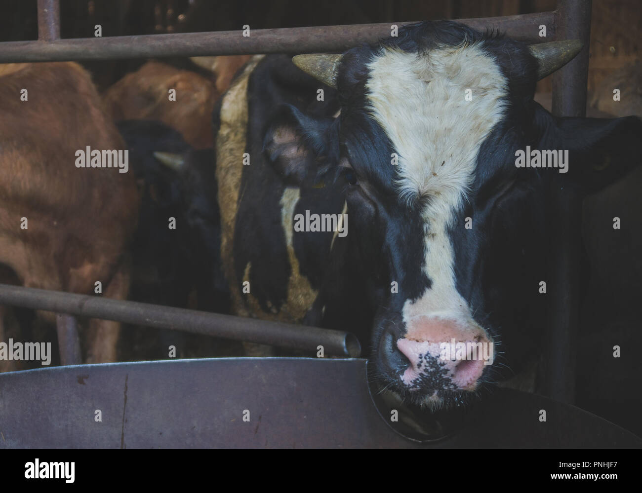 Cows inside the barn on dairy farm Stock Photo - Alamy