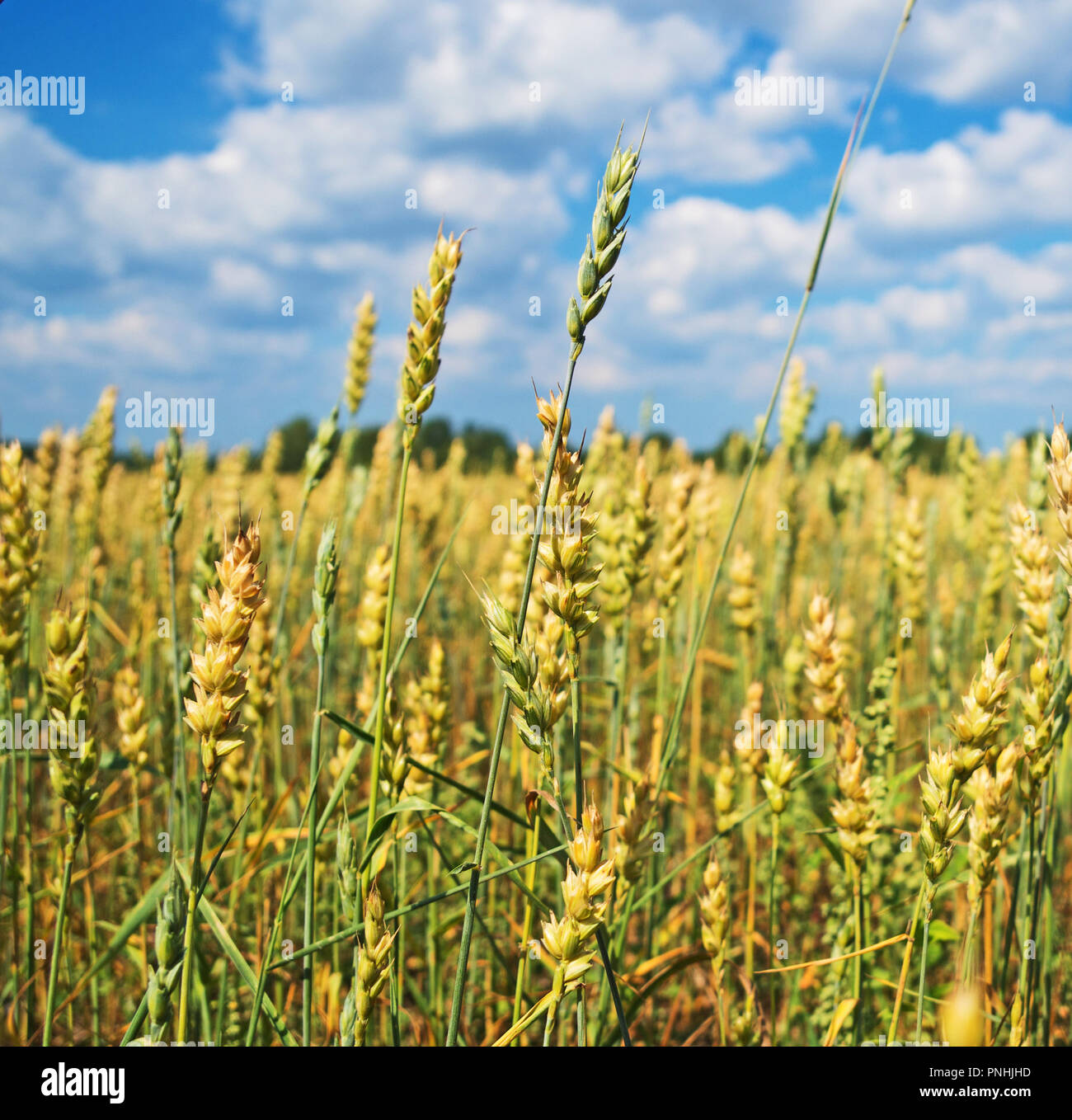 The field of wheat growing in a farm field Stock Photo - Alamy
