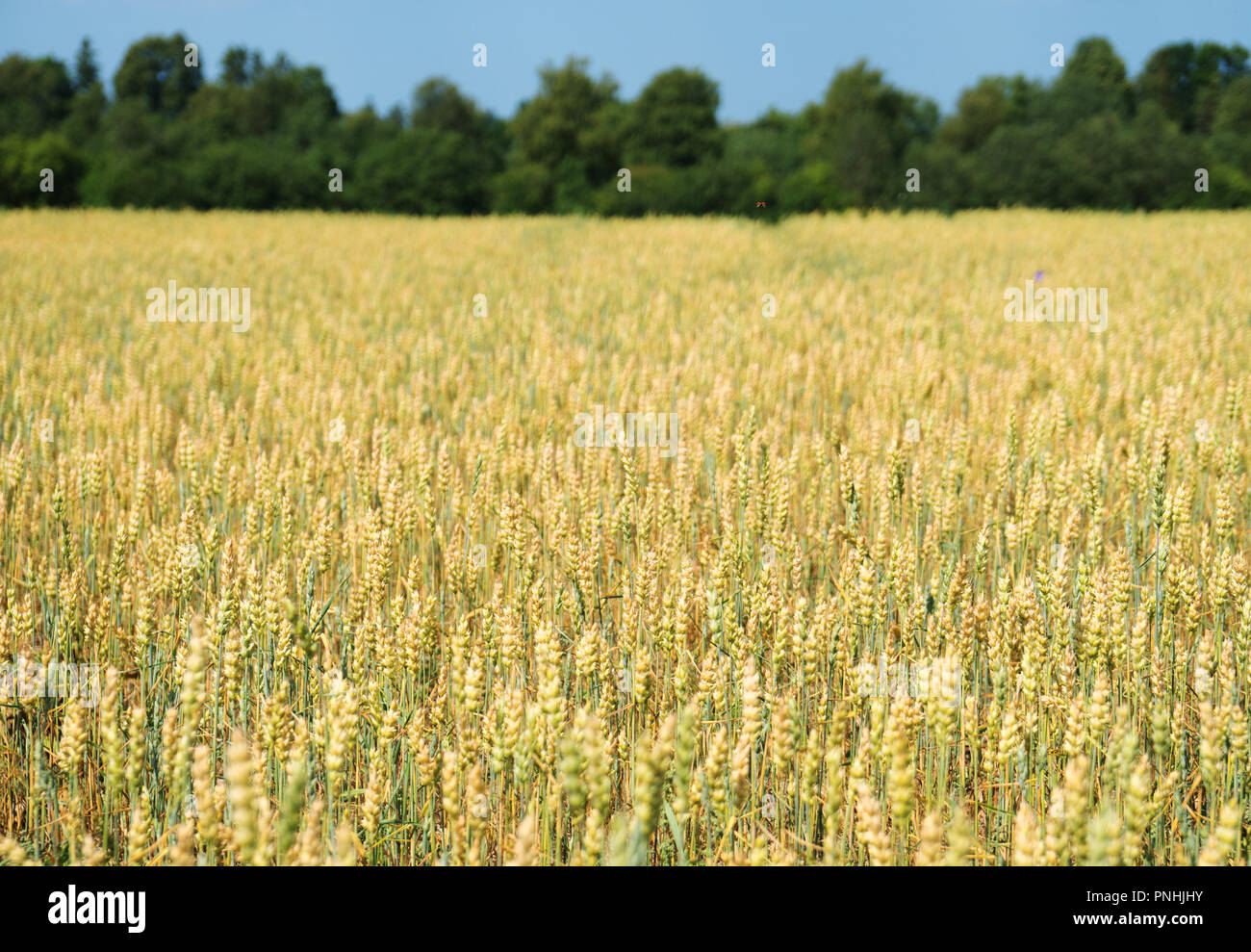 The field of wheat growing in a farm field Stock Photo - Alamy