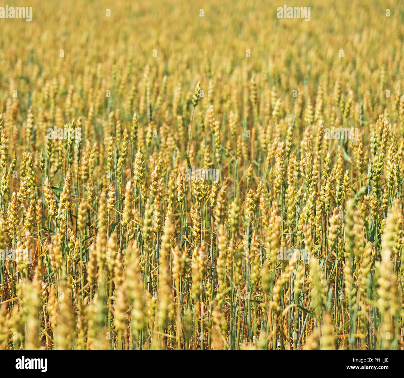 The field of wheat growing in a farm field Stock Photo - Alamy