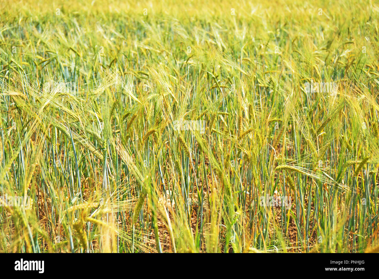 The field of rye growing in a farm field Stock Photo - Alamy