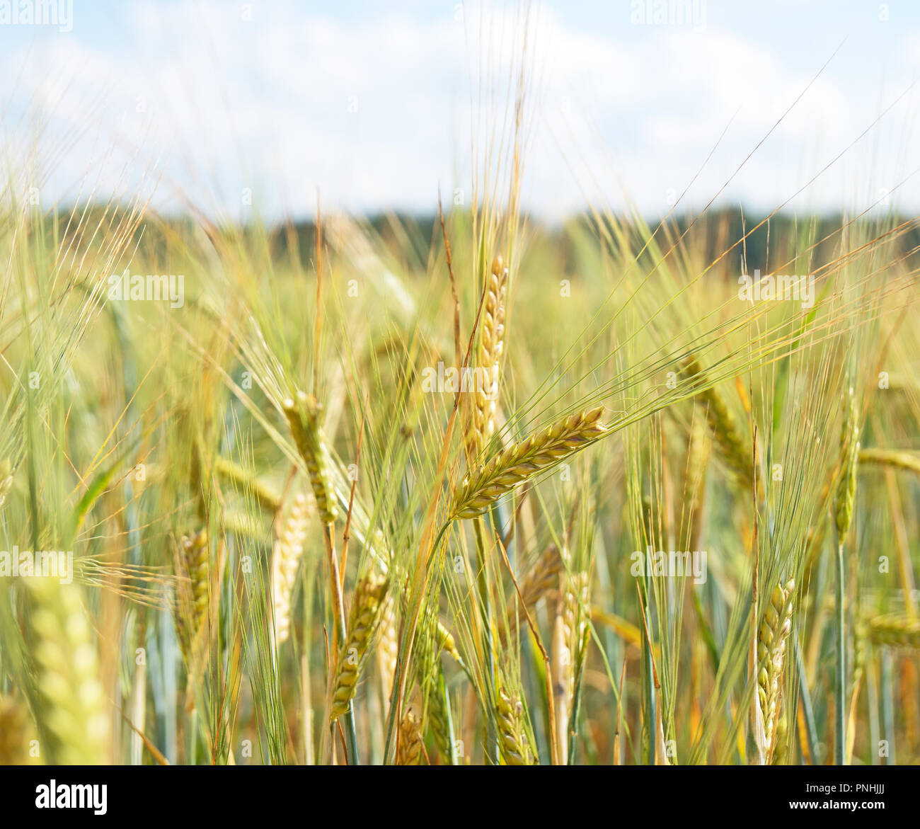 The field of rye growing in a farm field Stock Photo - Alamy