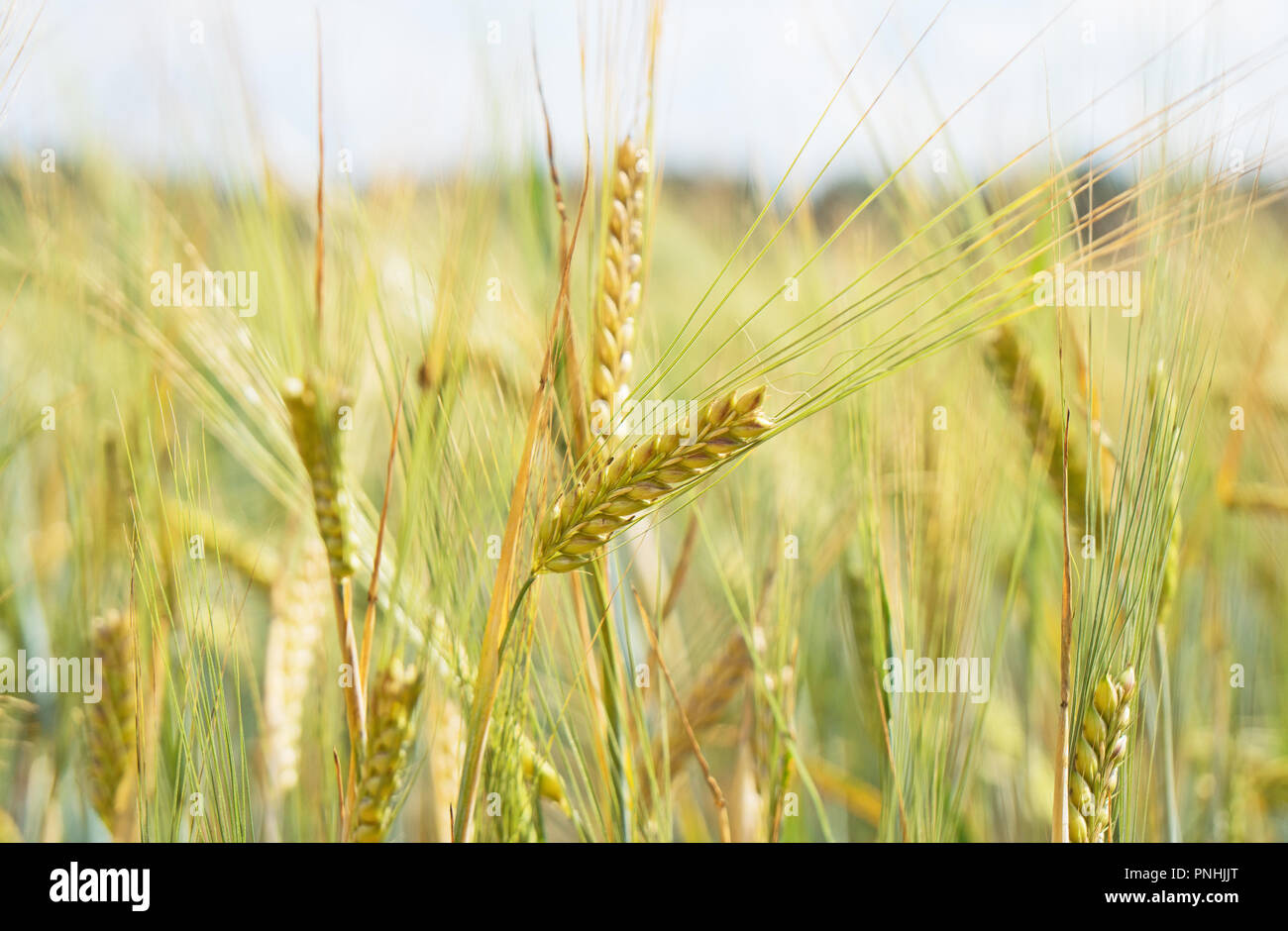 The field of rye growing in a farm field Stock Photo - Alamy