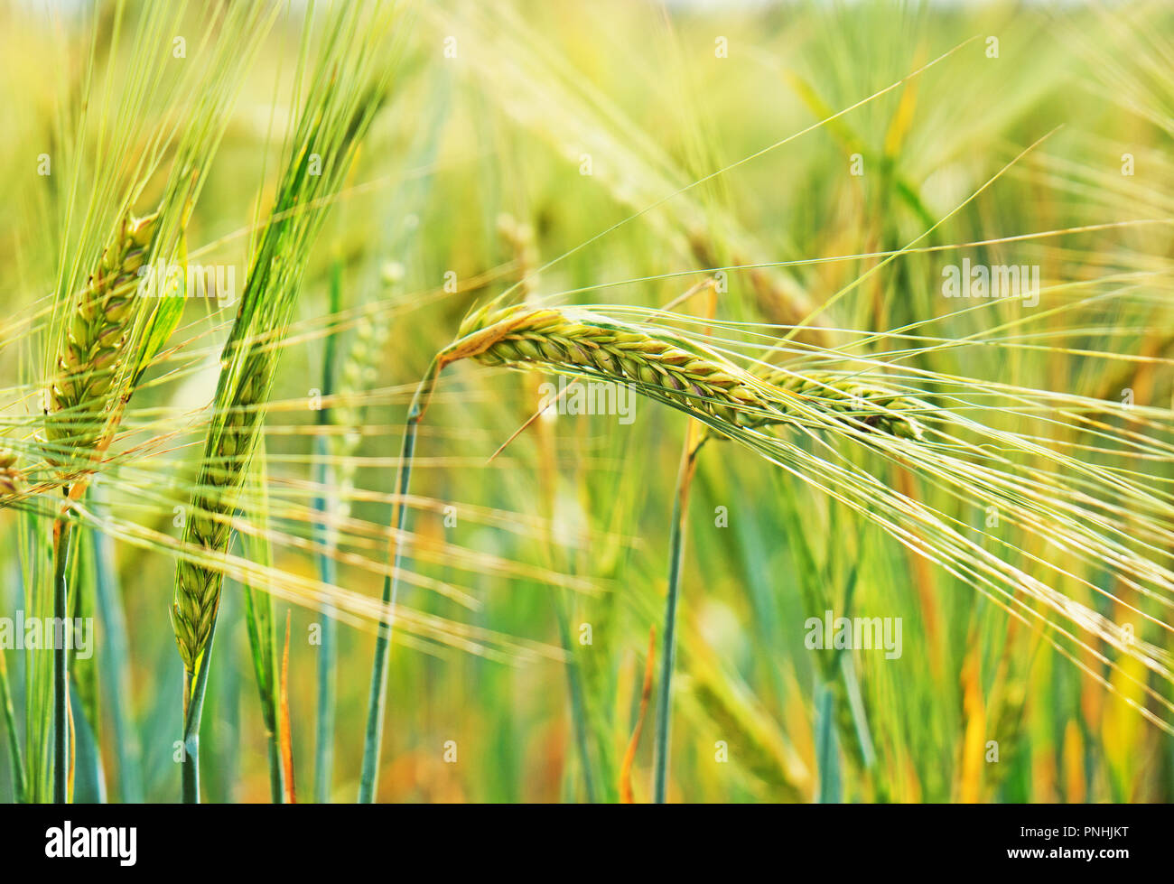 The field of rye growing in a farm field Stock Photo - Alamy