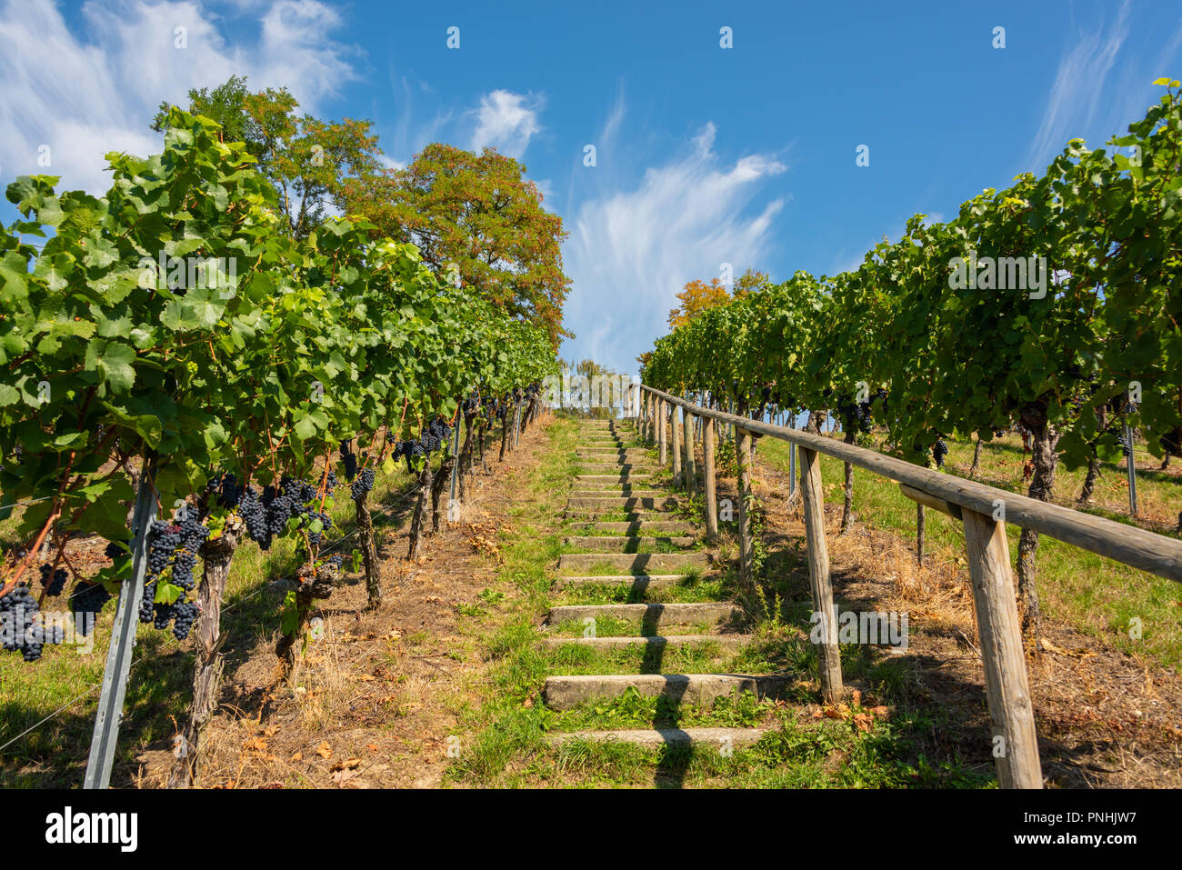 Wooden steps up steep hill hi-res stock photography and images - Alamy