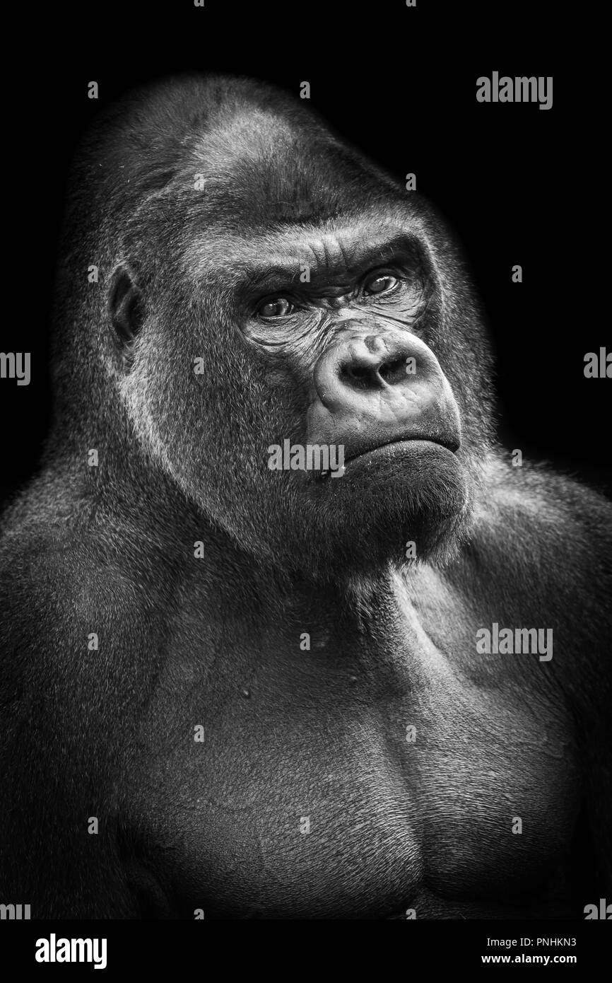 Serious Silverback gorilla (Gorilla Gorilla) portrait in zoo of Madrid ...