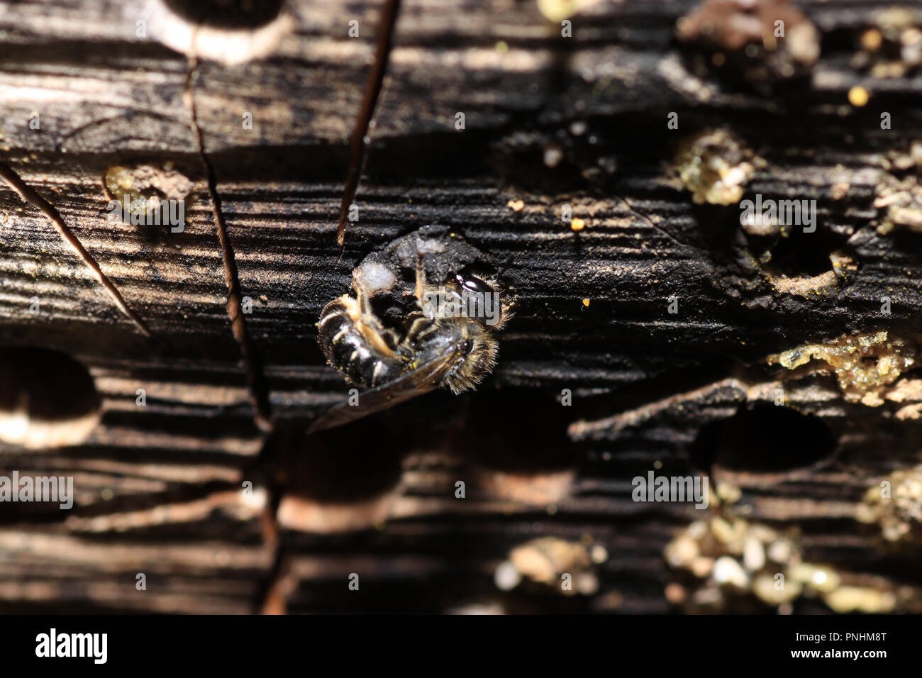 There are about different wild bee species on Earth Stock Photo - Alamy