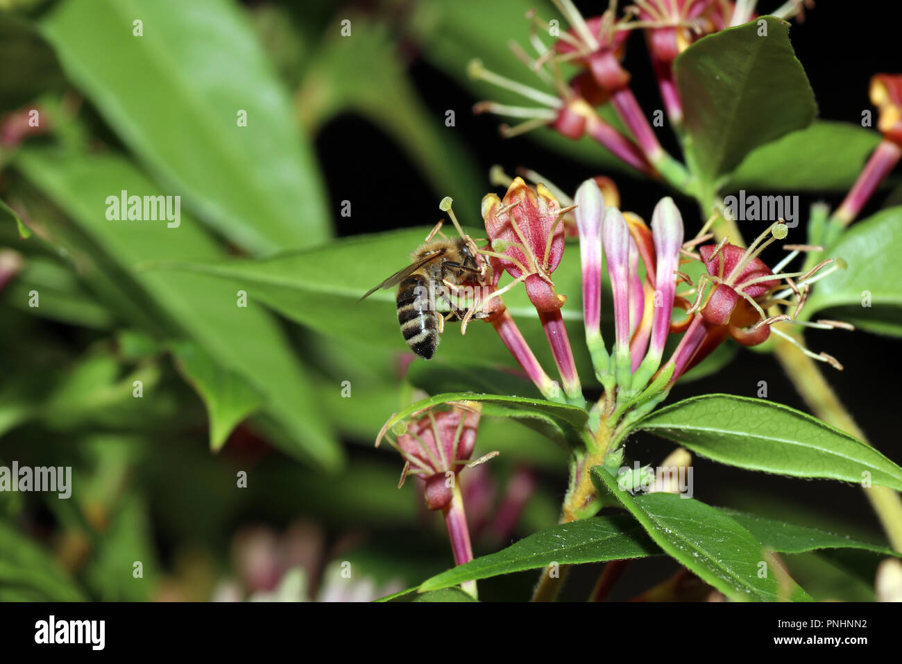 There are about different wild bee species on Earth Stock Photo - Alamy