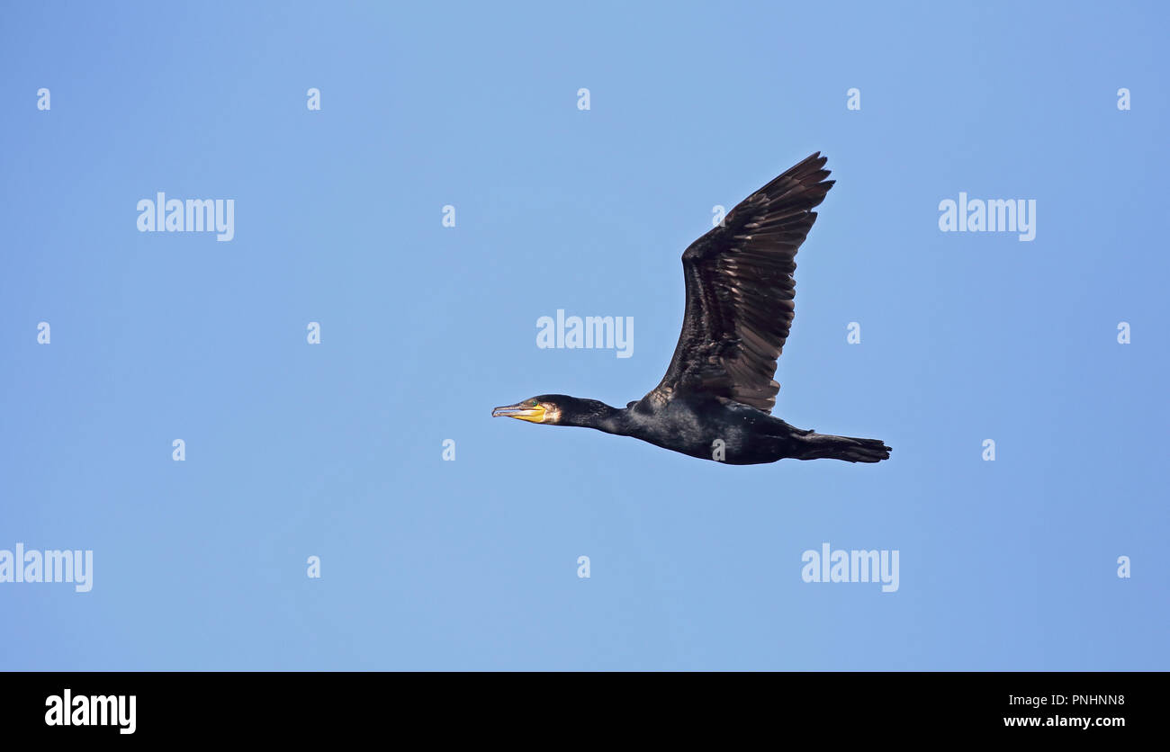Cormorant birds in flight hi-res stock photography and images - Alamy