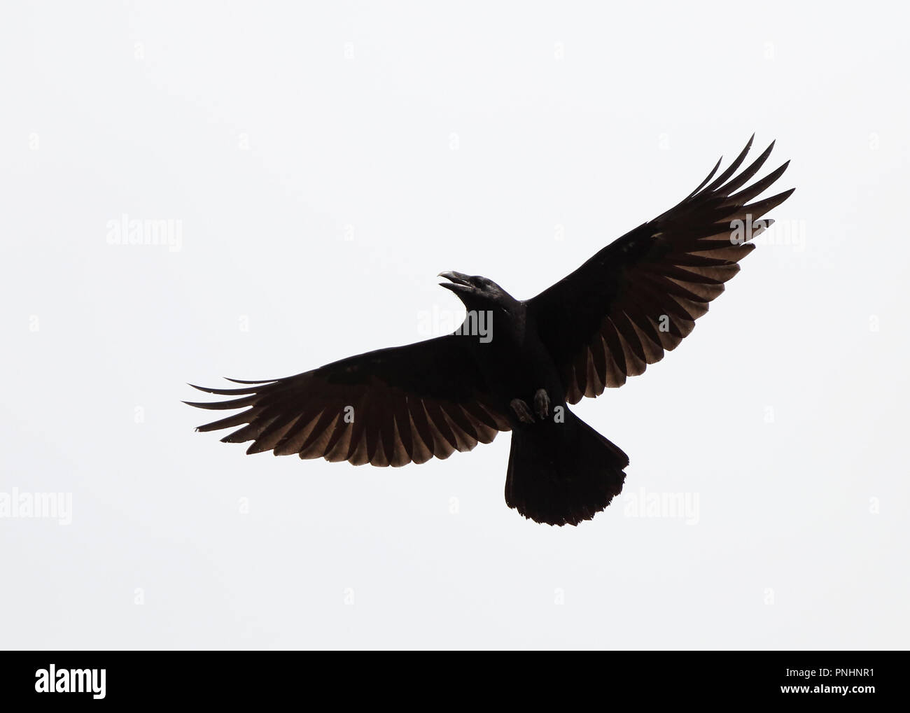 Raven silhouette hi-res stock photography and images - Alamy