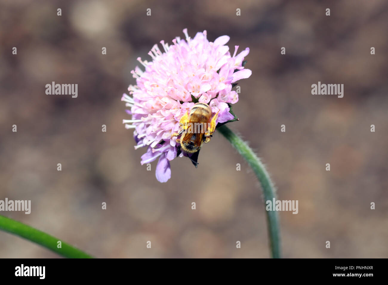 There are about different wild bee species on Earth Stock Photo - Alamy