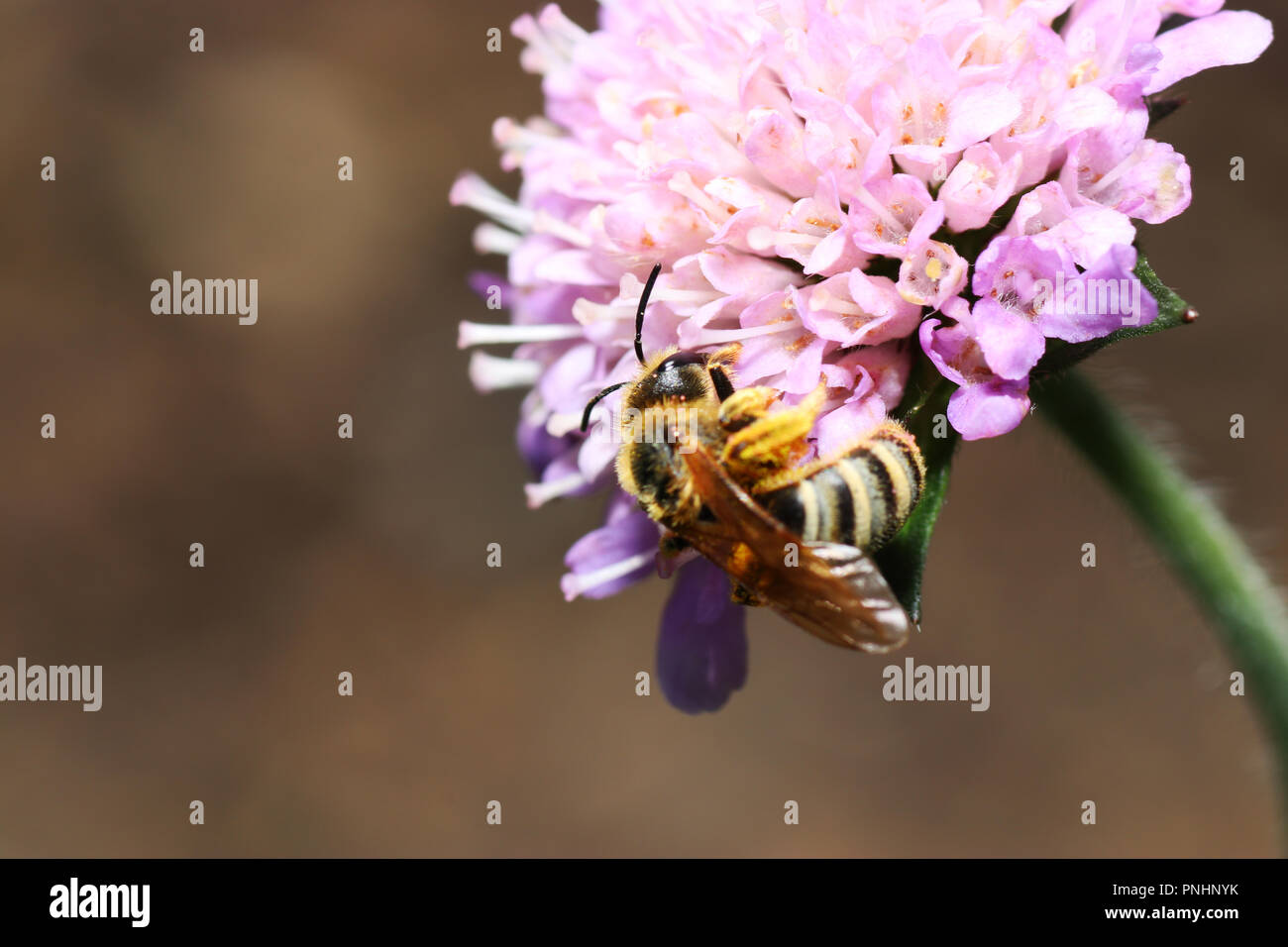 There are about different wild bee species on Earth Stock Photo - Alamy