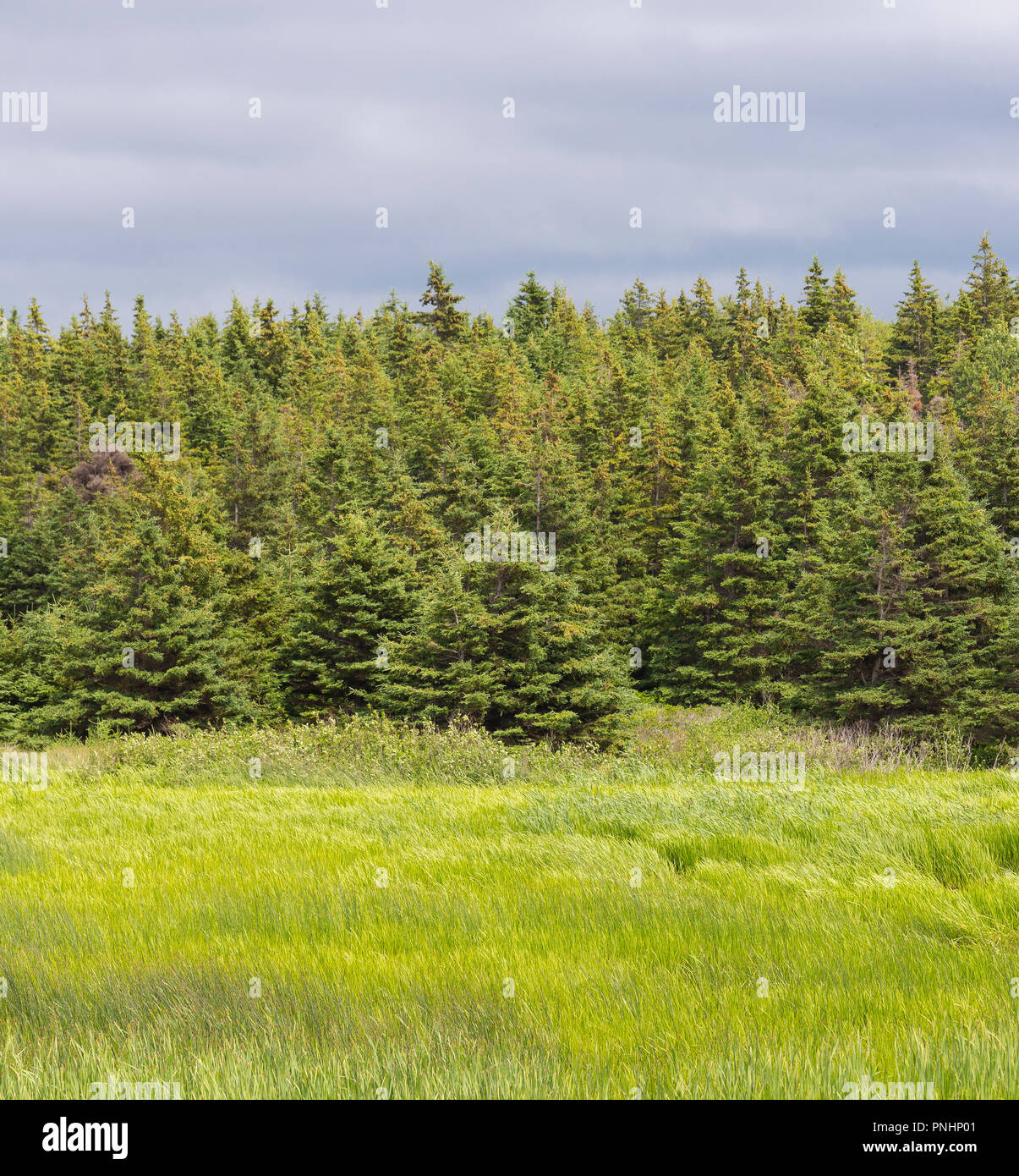Wetland grass hi-res stock photography and images - Alamy
