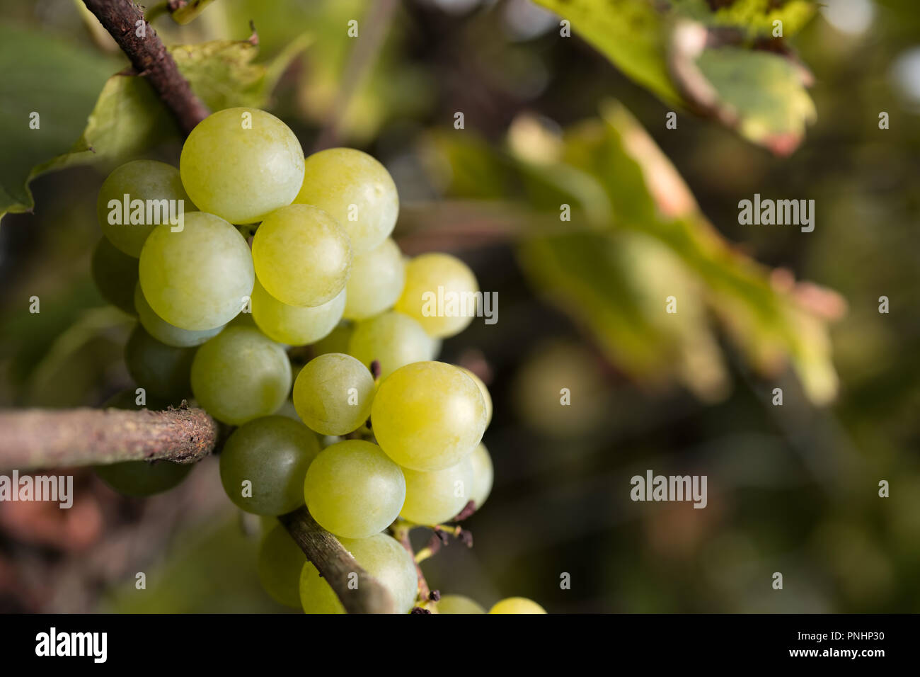 Organic green grape tree vine plant in autumn or fall. Natural grown ...