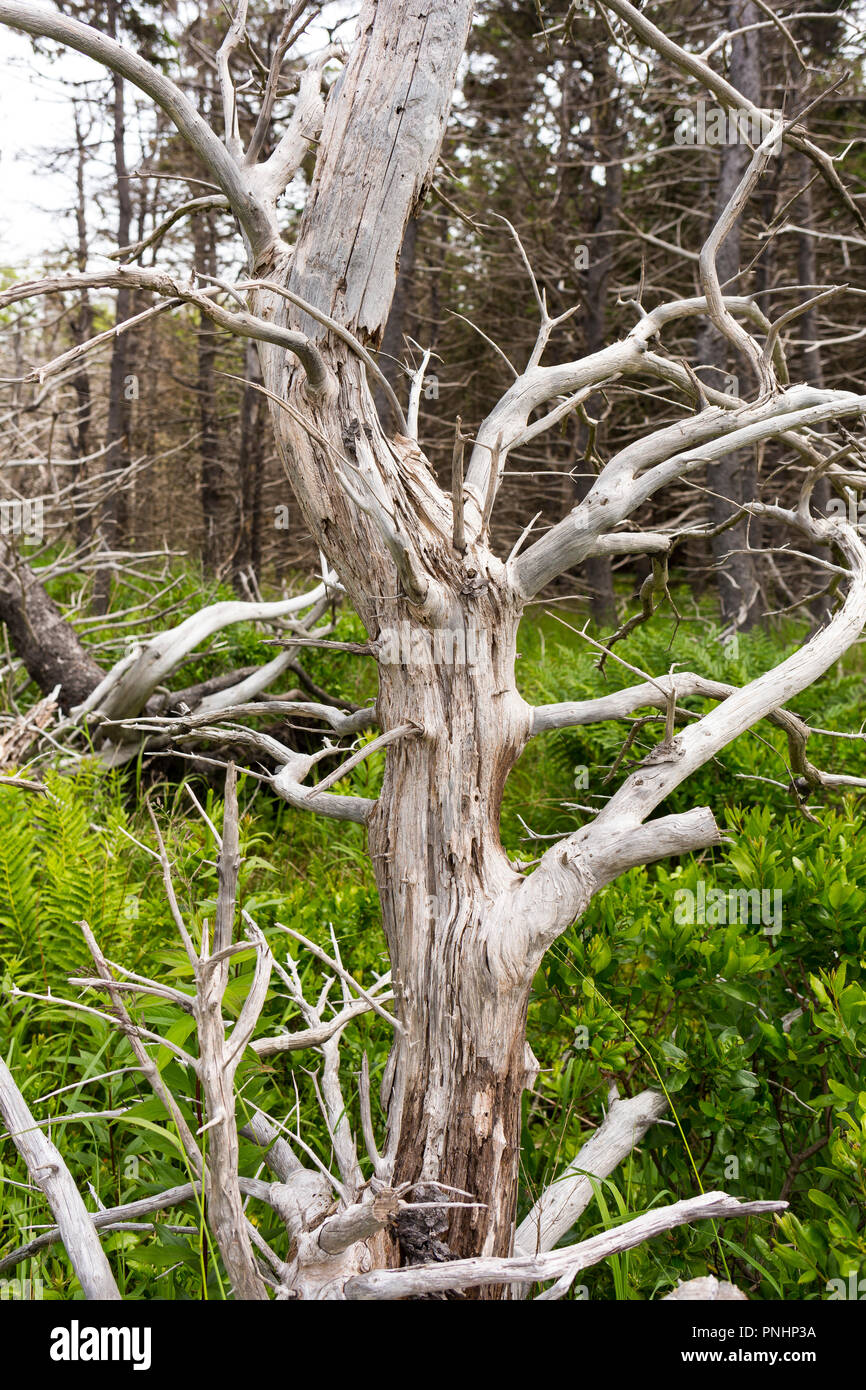 Dead tree hi-res stock photography and images - Alamy