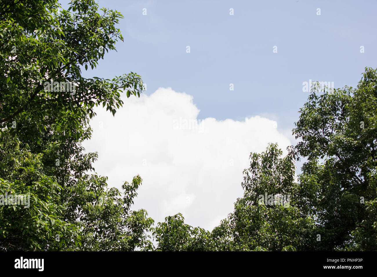 Green Leaf of Cinnamomum camphora tree Stock Photo - Alamy