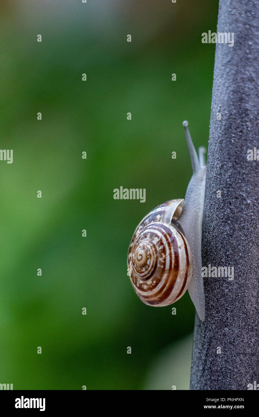 Cornu aspersum, known as the garden snail, is a species of land snail ...